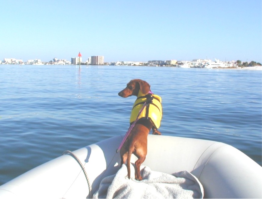 Taking your dog or cat to barcelona