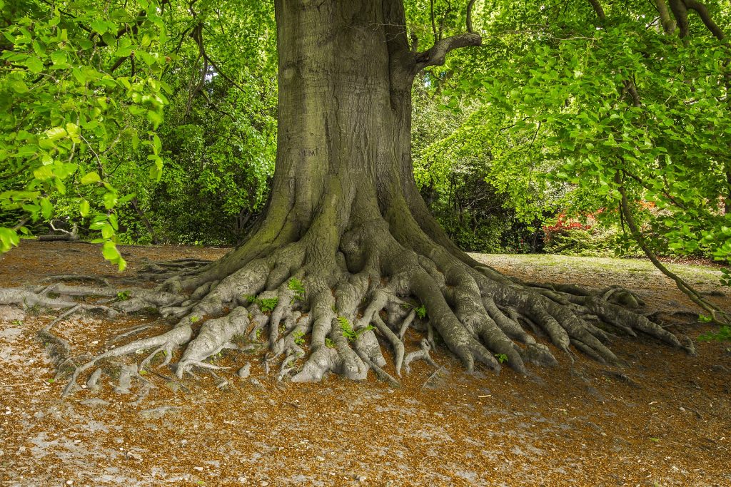 Centennial Trees in Barcelona - ShBarcelona